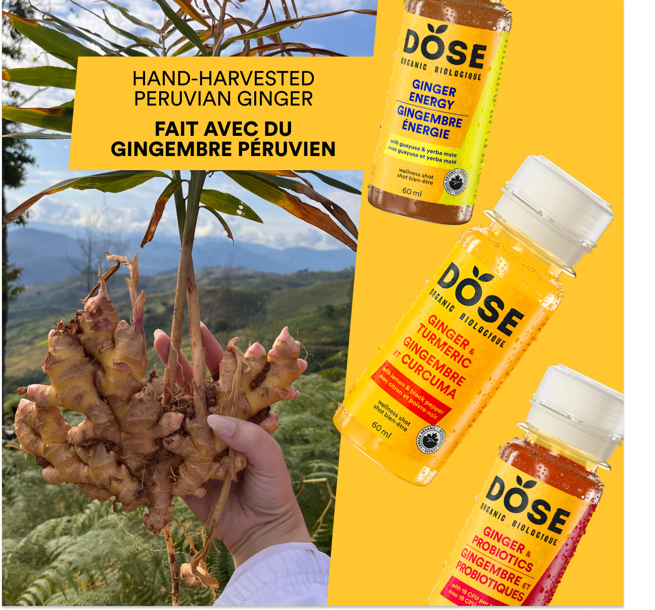 Organic Cold-Pressed Ginger Shots and Juices - Dose Juice